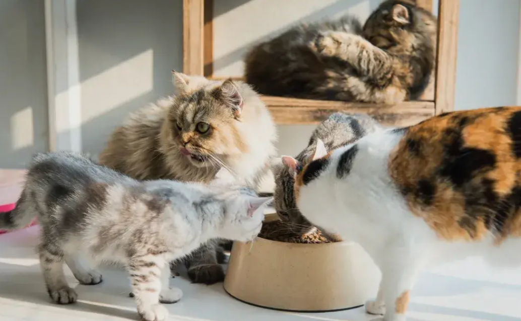 Prevention and treatment of feline infectious peritonitis - Light Cure FIP